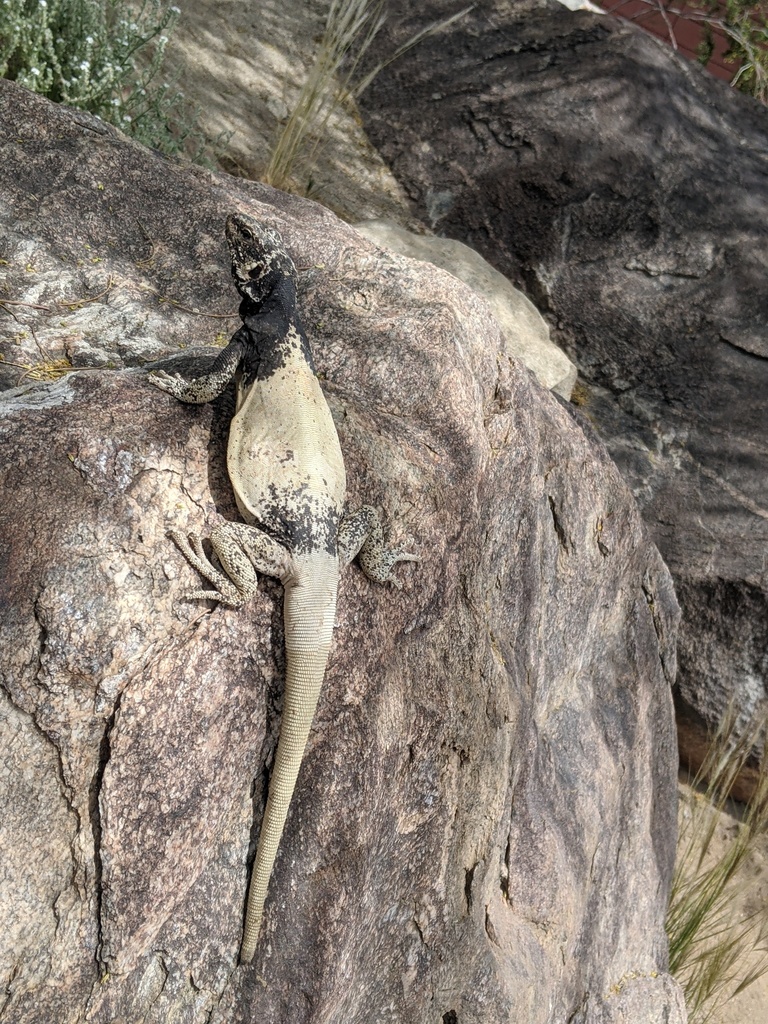 Common Chuckwalla from Palm Springs, CA, USA on April 11, 2021 at 12:45 ...