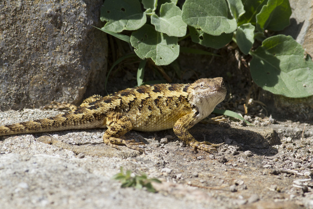 Eastern Spiny Lizard from Monte Albán, Oax., Mexico on November 25 ...