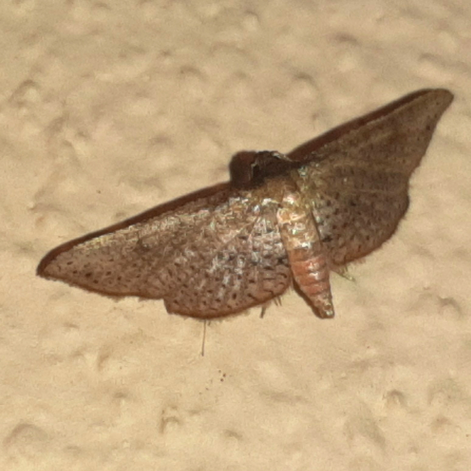 Rhodoneura Guenée, 1858