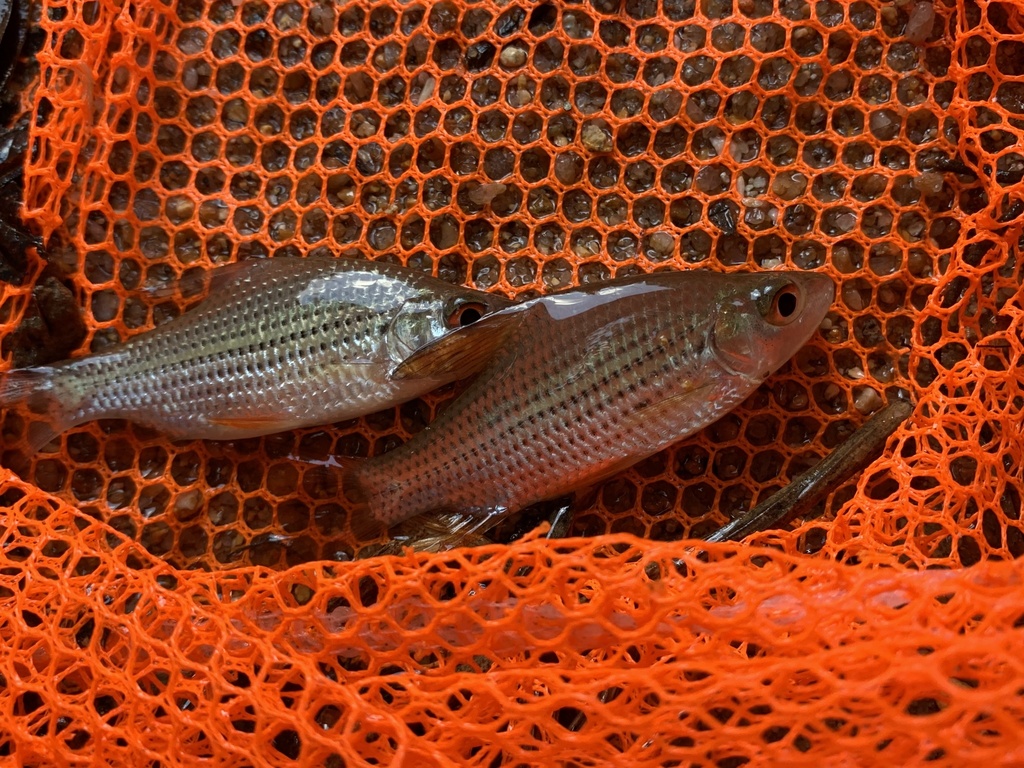 Beardless barb (Cyclocheilichthys apogon) - Marine Life Identification