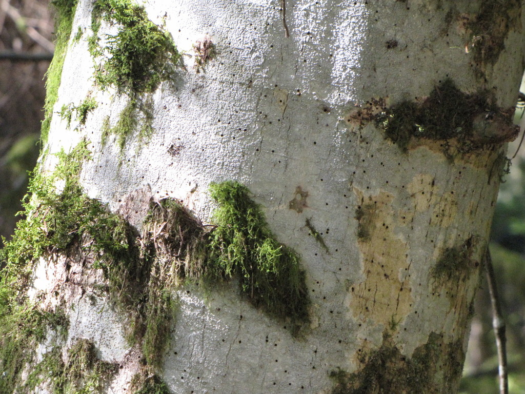 Red Alder from Cowichan Valley, BC, Canada on April 11, 2021 at 03:41 ...