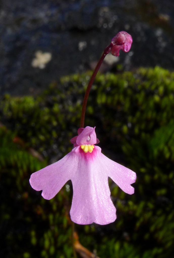 pink petticoats (Utricularia multifida) - Botanical Realm