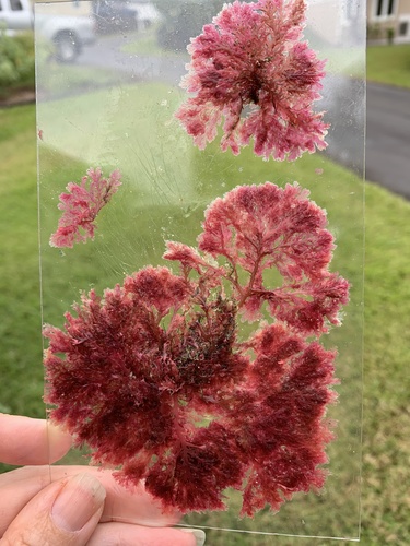 Plocamium sandvicense · NaturaLista Colombia