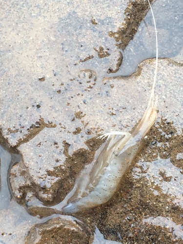 Siberian Prawn (Exopalaemon modestus) · iNaturalist