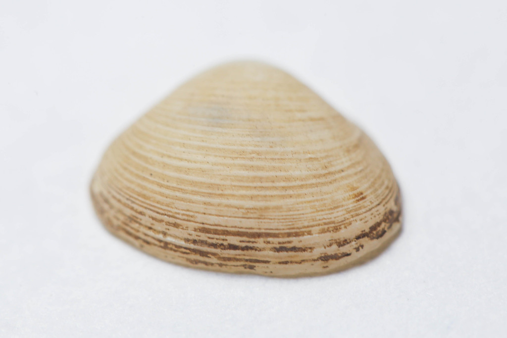 Striated Fingernailclam (Mussels and Clams of Alberta) · iNaturalist
