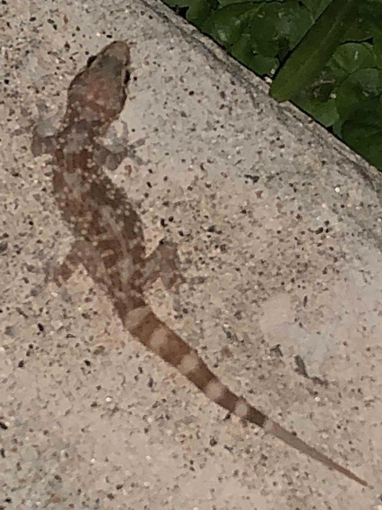 Mediterranean House Gecko from Padre Island National Seashore, TX, US ...