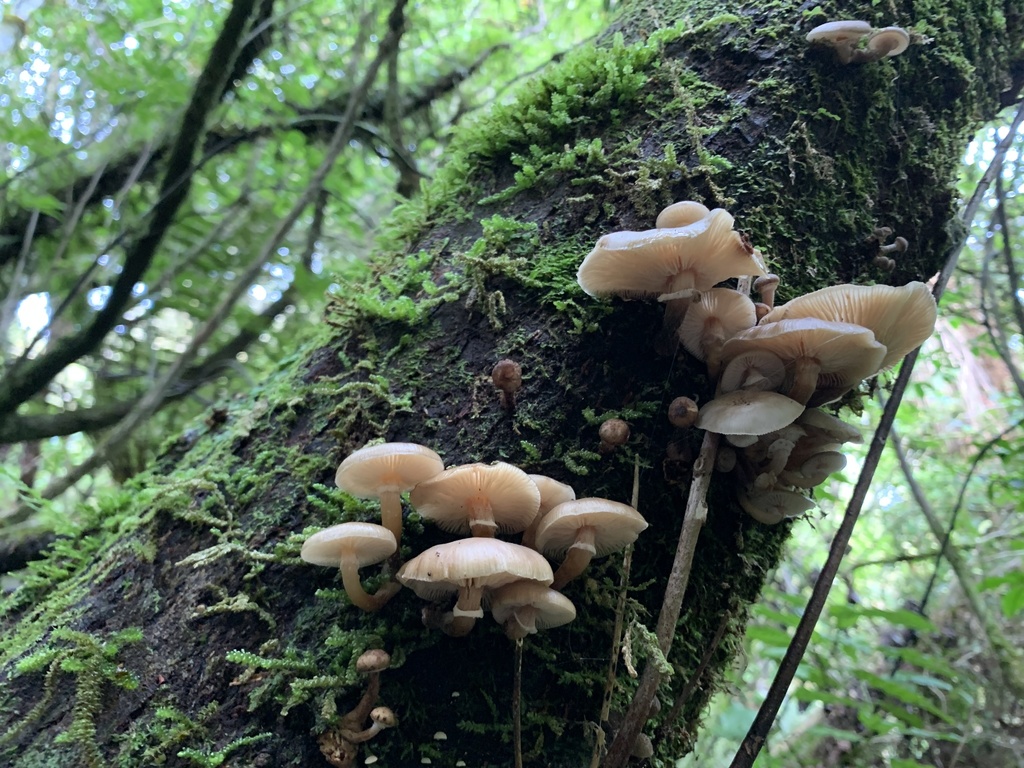 Honey mushroom from Rakiura National Park, Halfmoon Bay, Southland, NZ ...