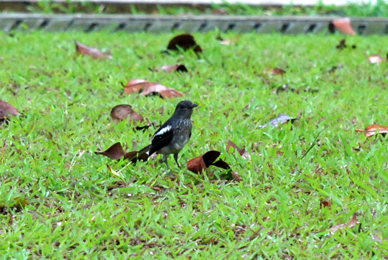 Oriental Magpie-Robin (Birds of Singapore) · iNaturalist