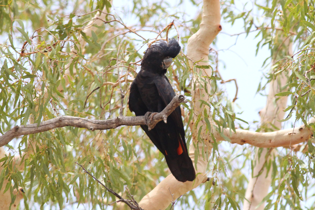 Red-tailed Black Cockatoo from West MacDonnell, Sandover, Northern ...