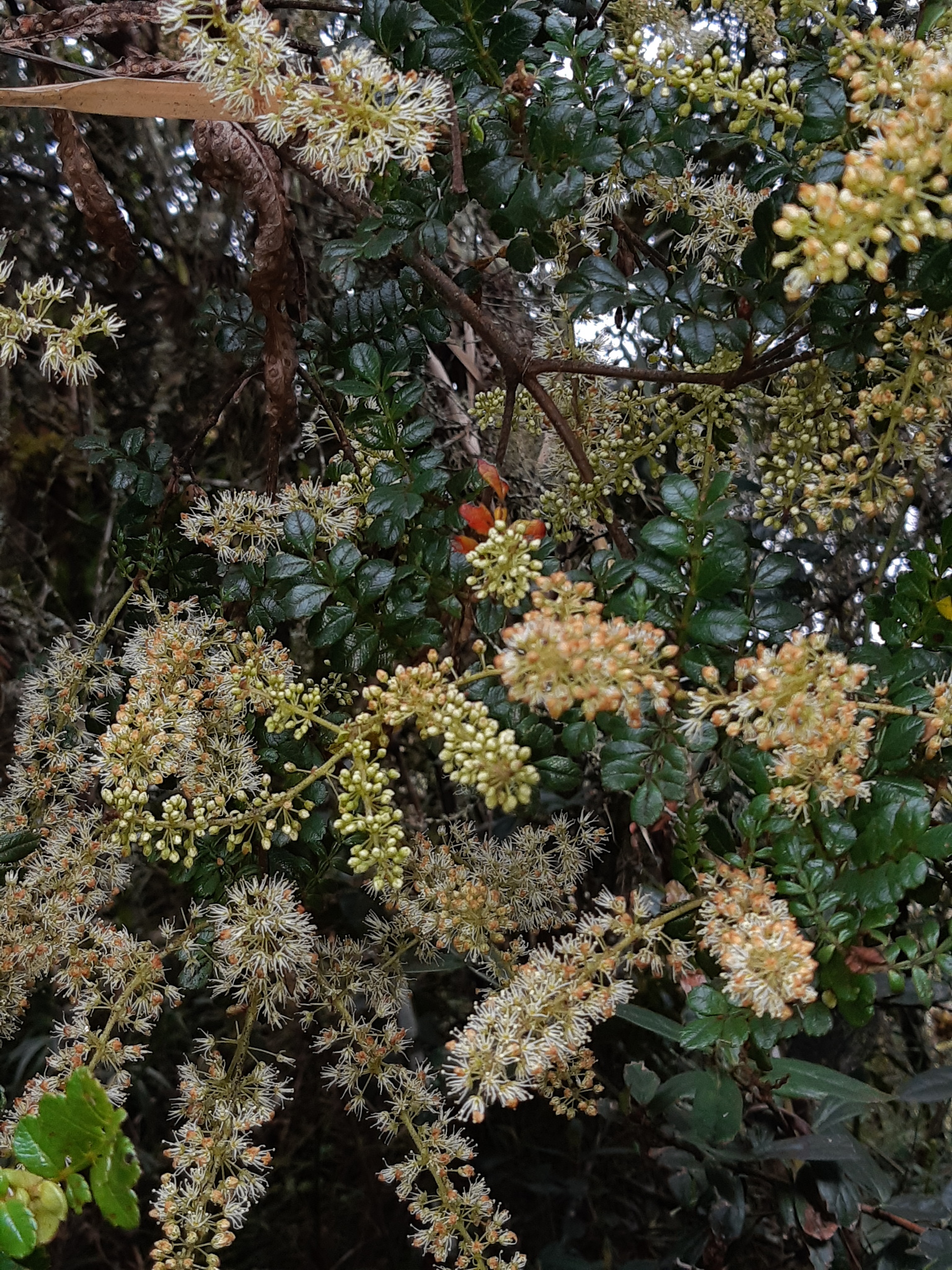 Weinmannia mariquitae Szyszyl.