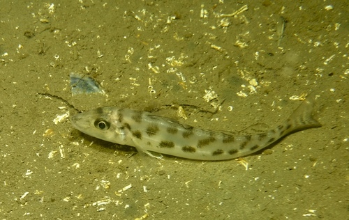 Western Trumpeter Whiting (Sillago burra) · iNaturalist