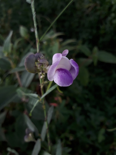 Vigna linearis · iNaturalist