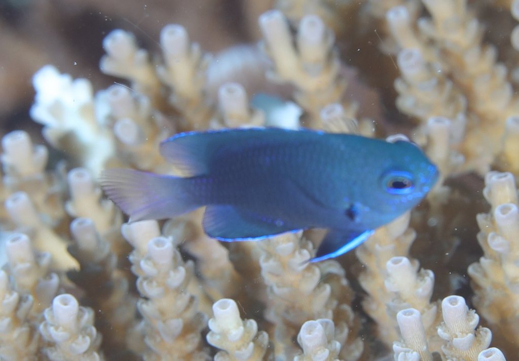 Charcoal Damsel from Helix Reef, 4805, Australia on April 4, 2021 at 01 ...