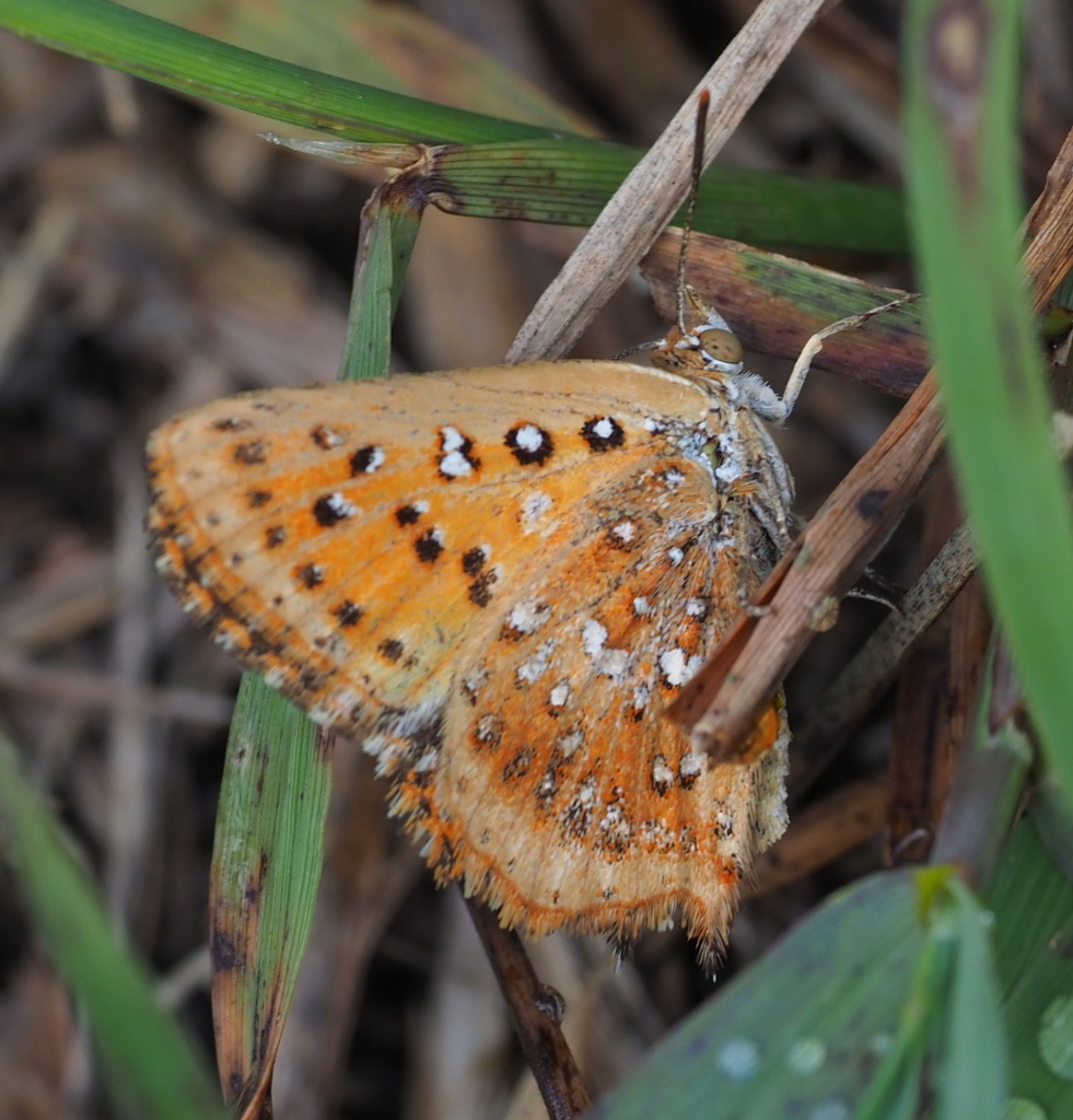 Aloeides molomo from Mukola Camp, Namibia on February 16, 2020 at 09:44 ...