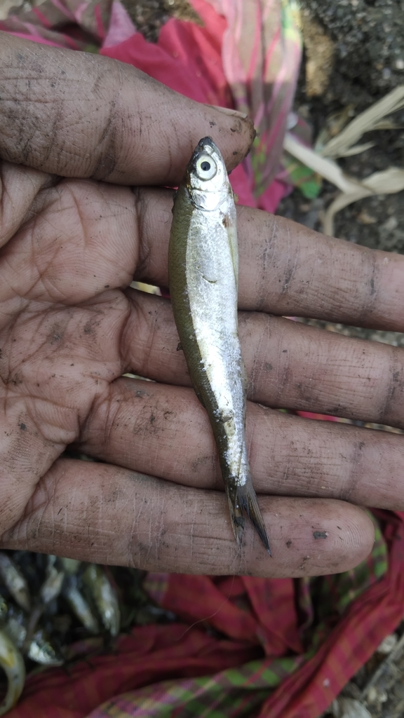 Large razorbelly minnow (Salmostoma bacaila) - Marine Life Identification