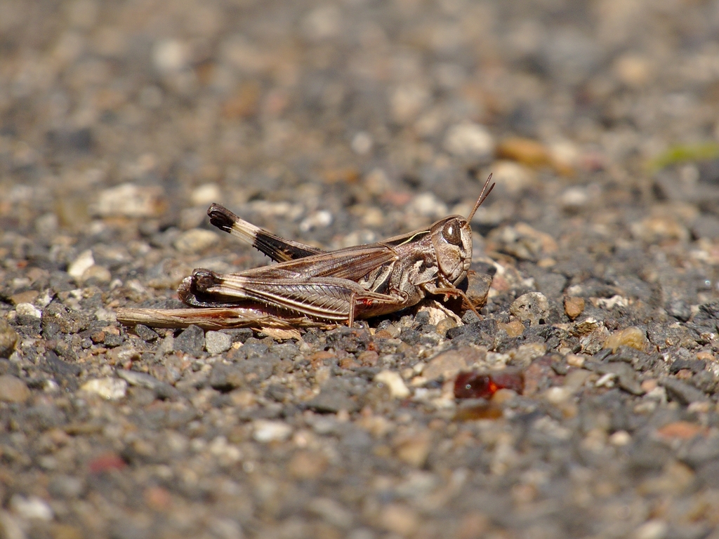 Caledia from Mount Hallen, Queensland, Australia on April 11, 2021 at ...