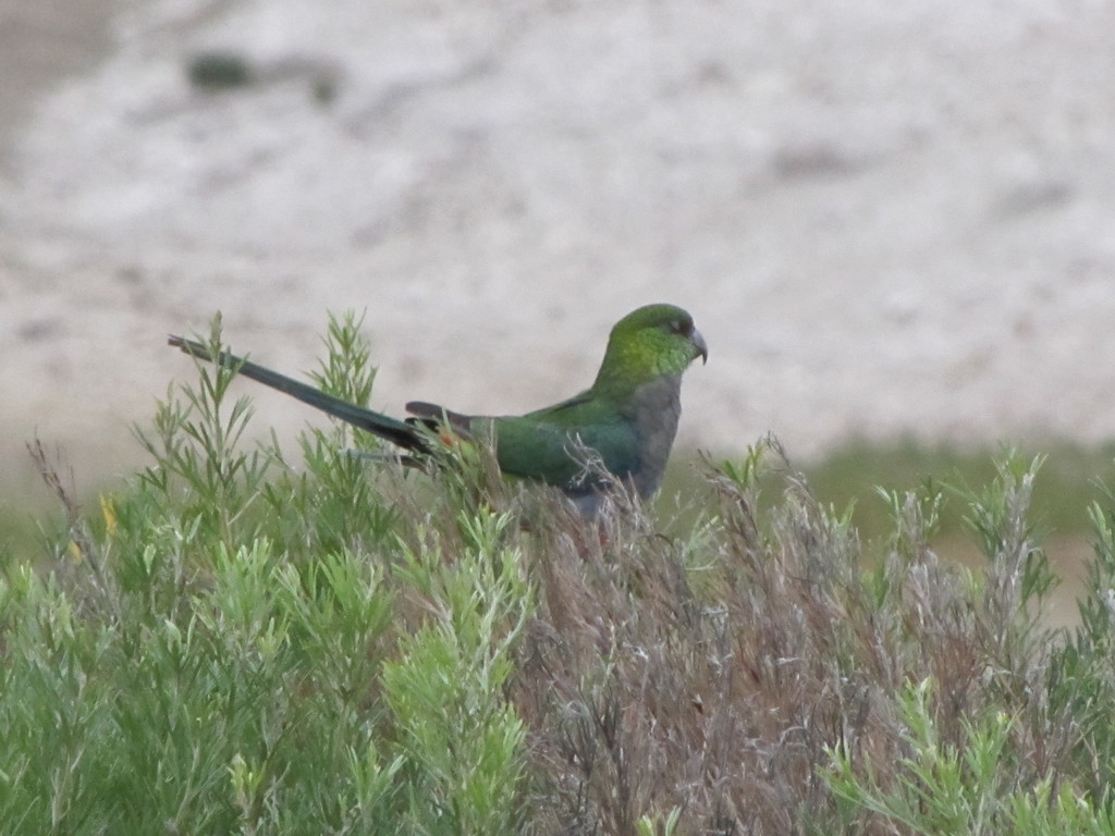Red-capped Parrot in April 2021 by kdunnart. female or juvenile ...
