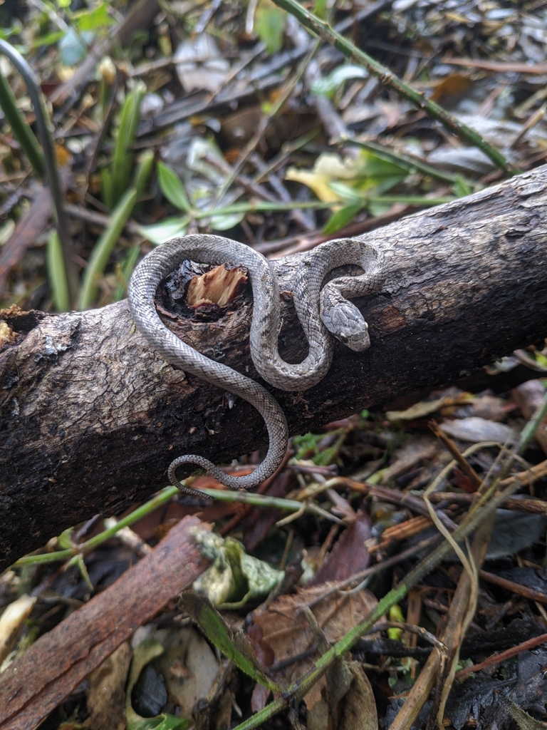 Southern Smooth Snake in April 2021 by Samuel da Costa · iNaturalist