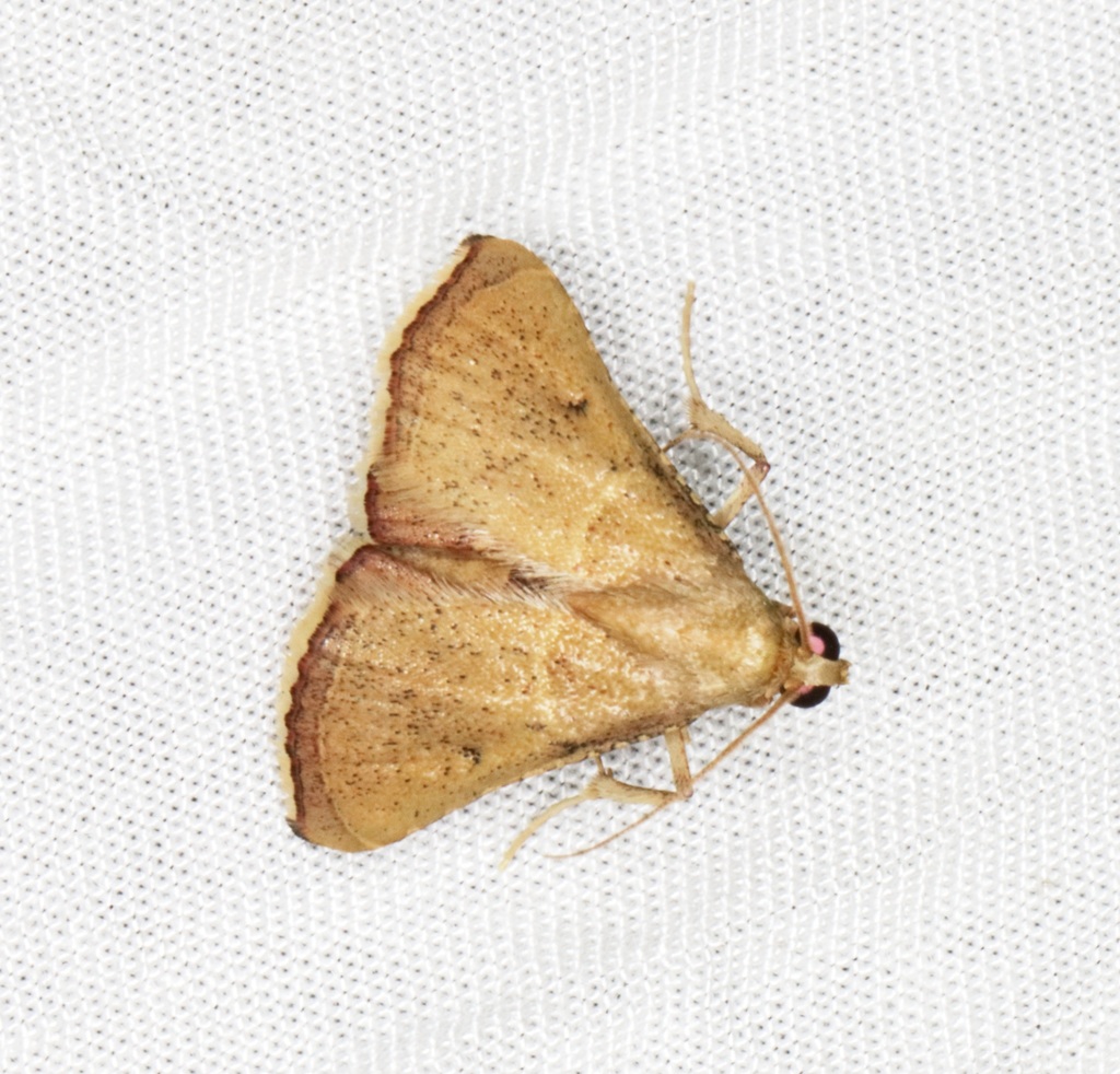 Endotricha consocia from 香港馬鞍山 on April 11, 2021 at 08:53 PM by sk2 ...