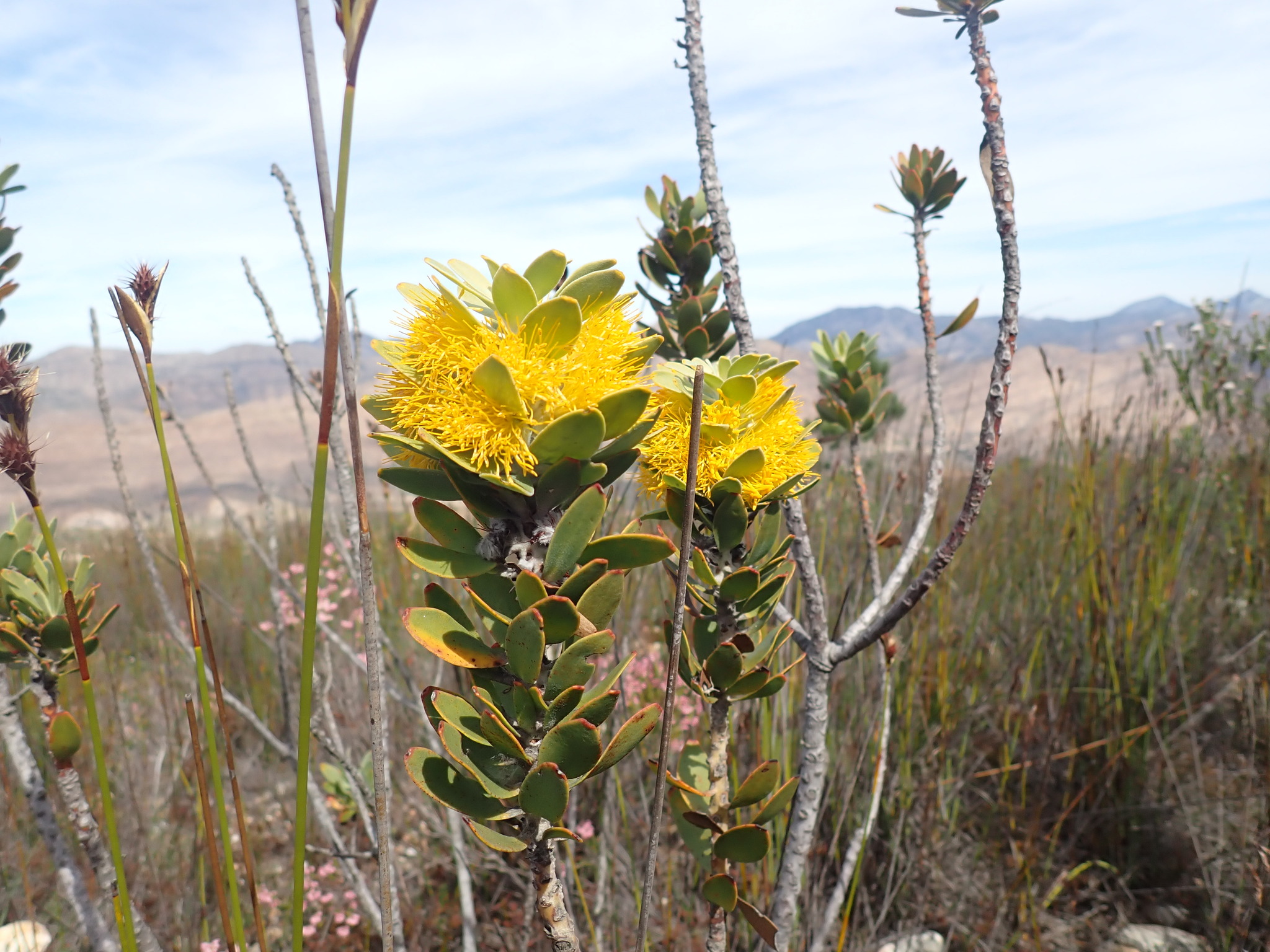 Mimetes chrysanthus Rourke