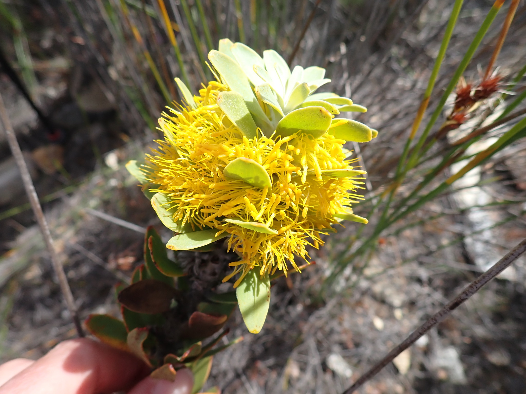 Mimetes chrysanthus Rourke