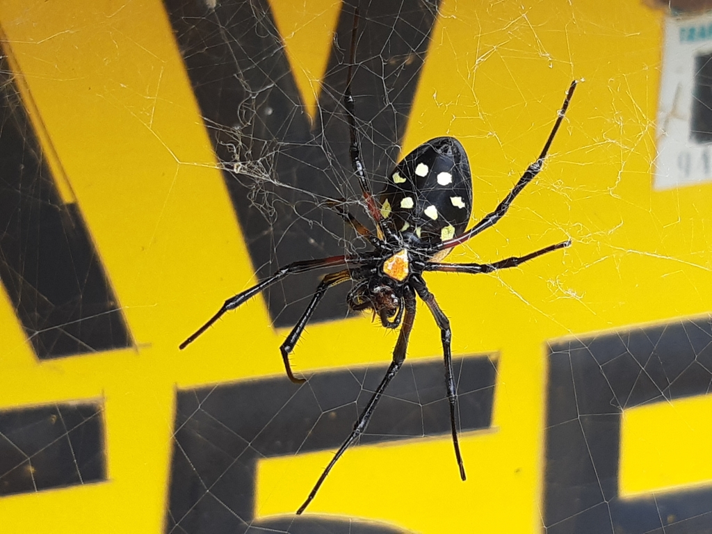 African Hermit Spider from Bware, Kenia on April 12, 2021 at 12:38 PM ...