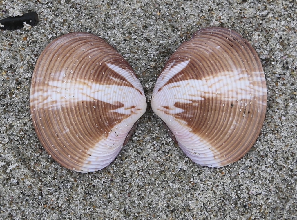 Tawera spissa (Intertidal and Coastal Species of the East Coast Bays ...