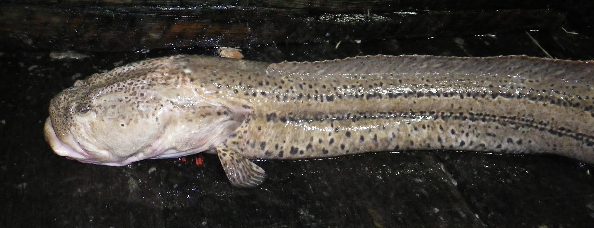 Cryptacanthodes giganteus (Kittlitz, 1858)