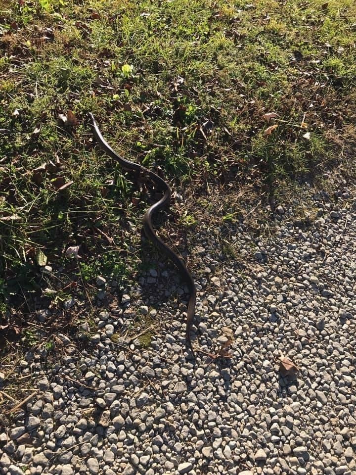 Colubrid Snakes in November 2020 by katiemaetn · iNaturalist