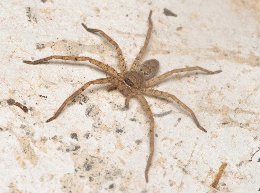 Pantropical Huntsman Spider from Pingtung County, Taiwan on April 12 ...