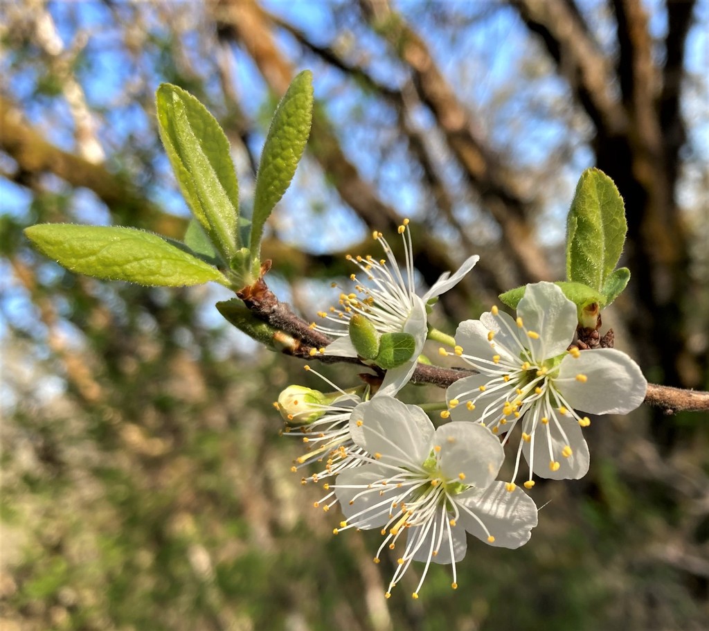 Plum from Benton County, OR, USA on April 9, 2021 at 09:47 AM by Peter ...