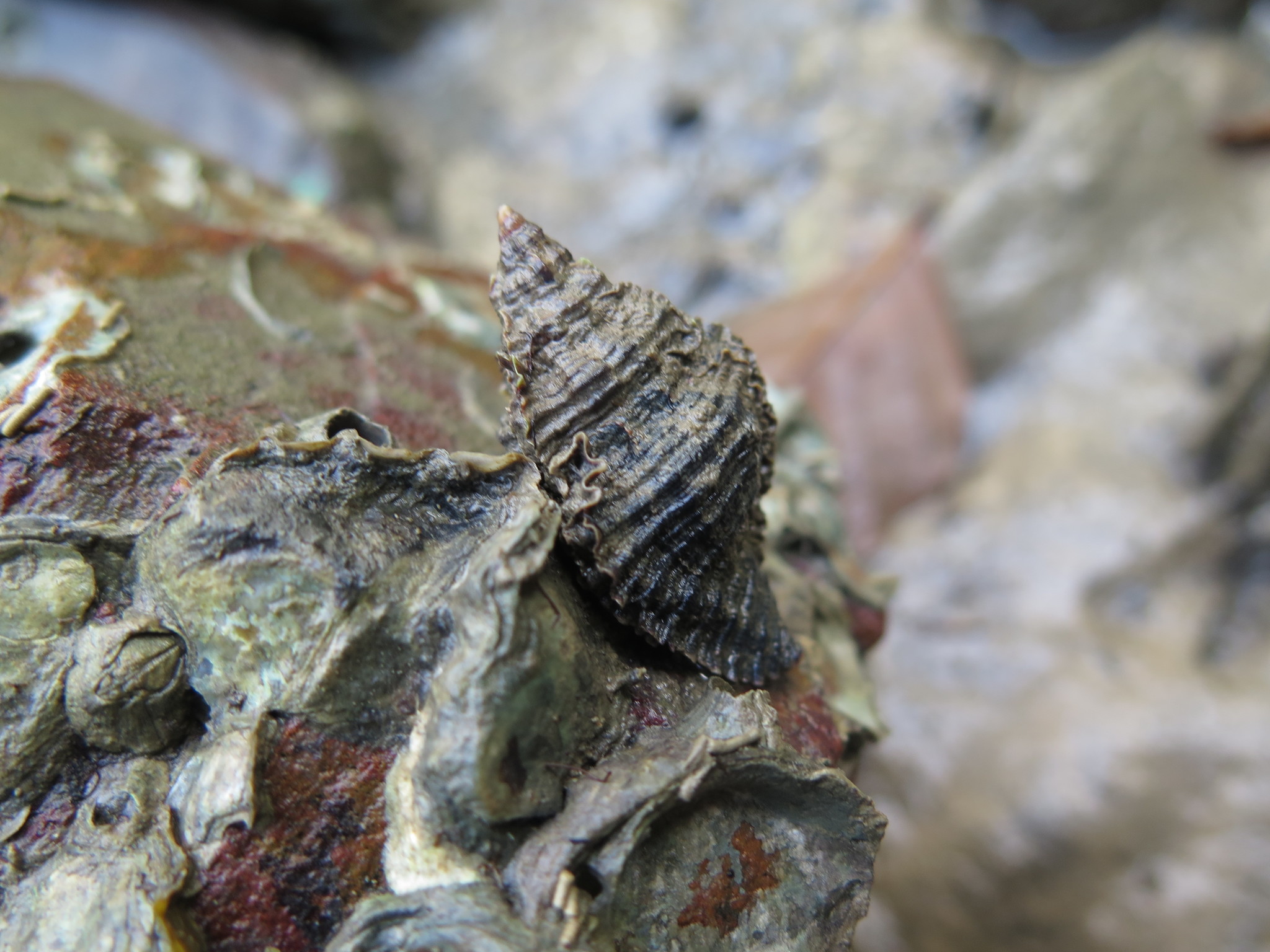 Chicoreus capucinus (Lamarck, 1822)
