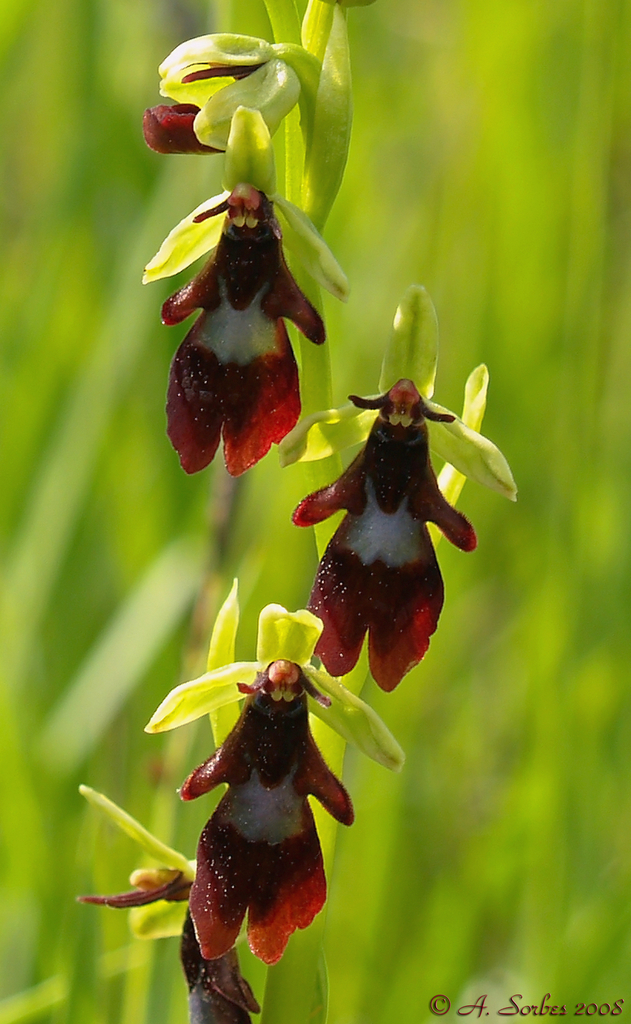 Fly Orchid (Orchidaceae La Rioja) · iNaturalist