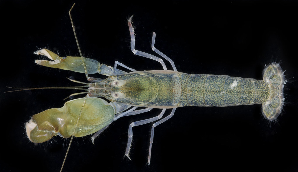 Bigclaw snapping shrimp in March 2018 by smithsonian_marinegeo ...