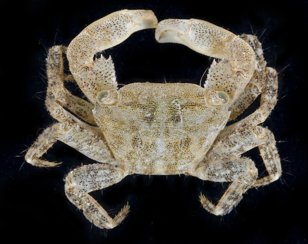 Pachygrapsus gracilis in March 2018 by smithsonian_marinegeo · iNaturalist