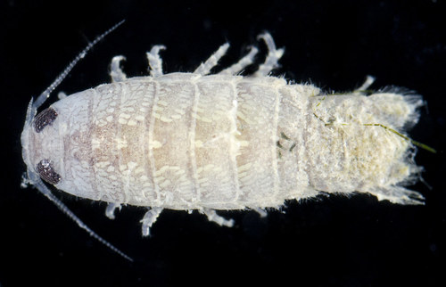 Serial Fish Isopods (Family Corallanidae) · iNaturalist