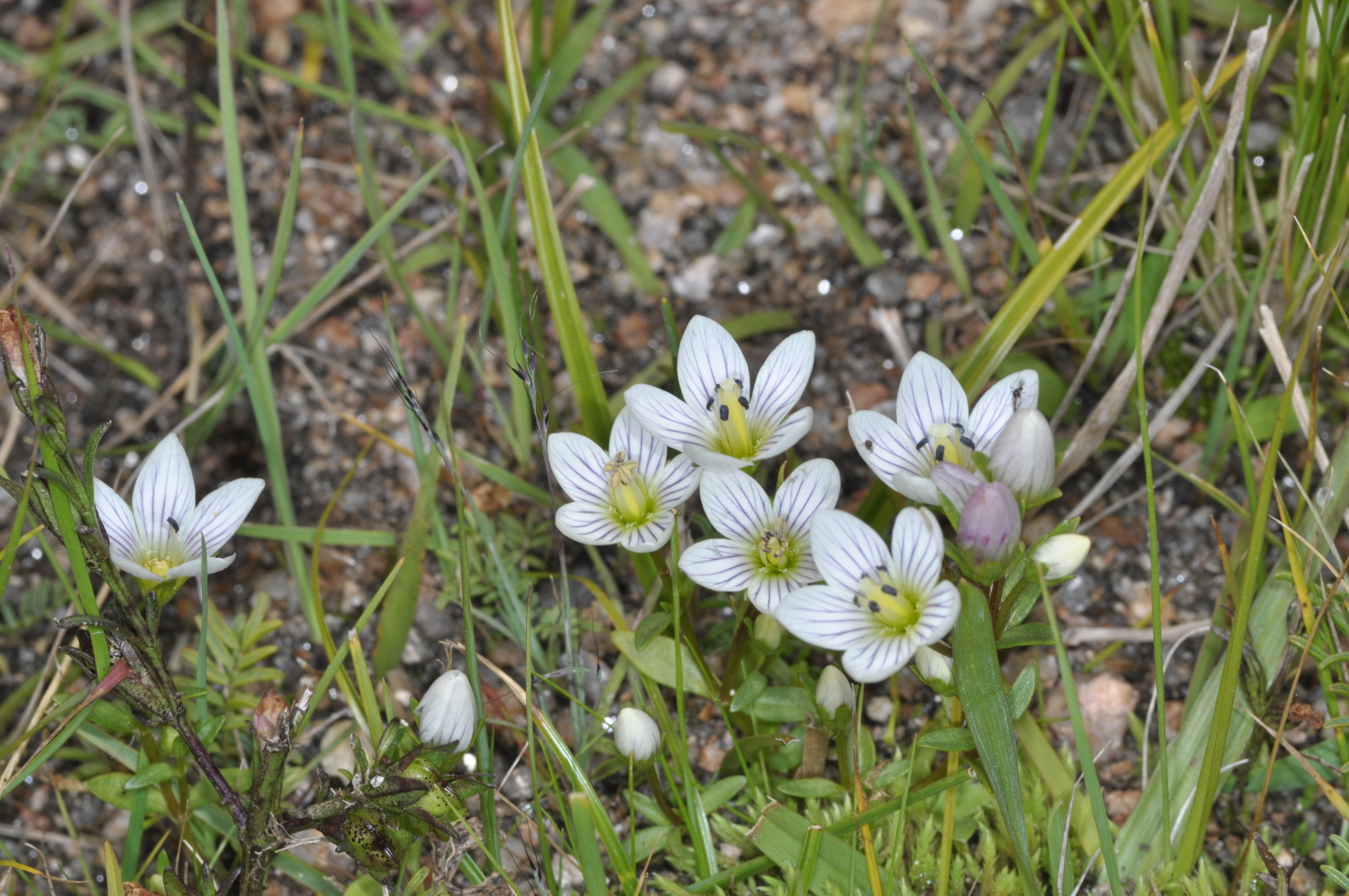 Gentianella multicaulis (Gillies ex Griseb.) Fabris
