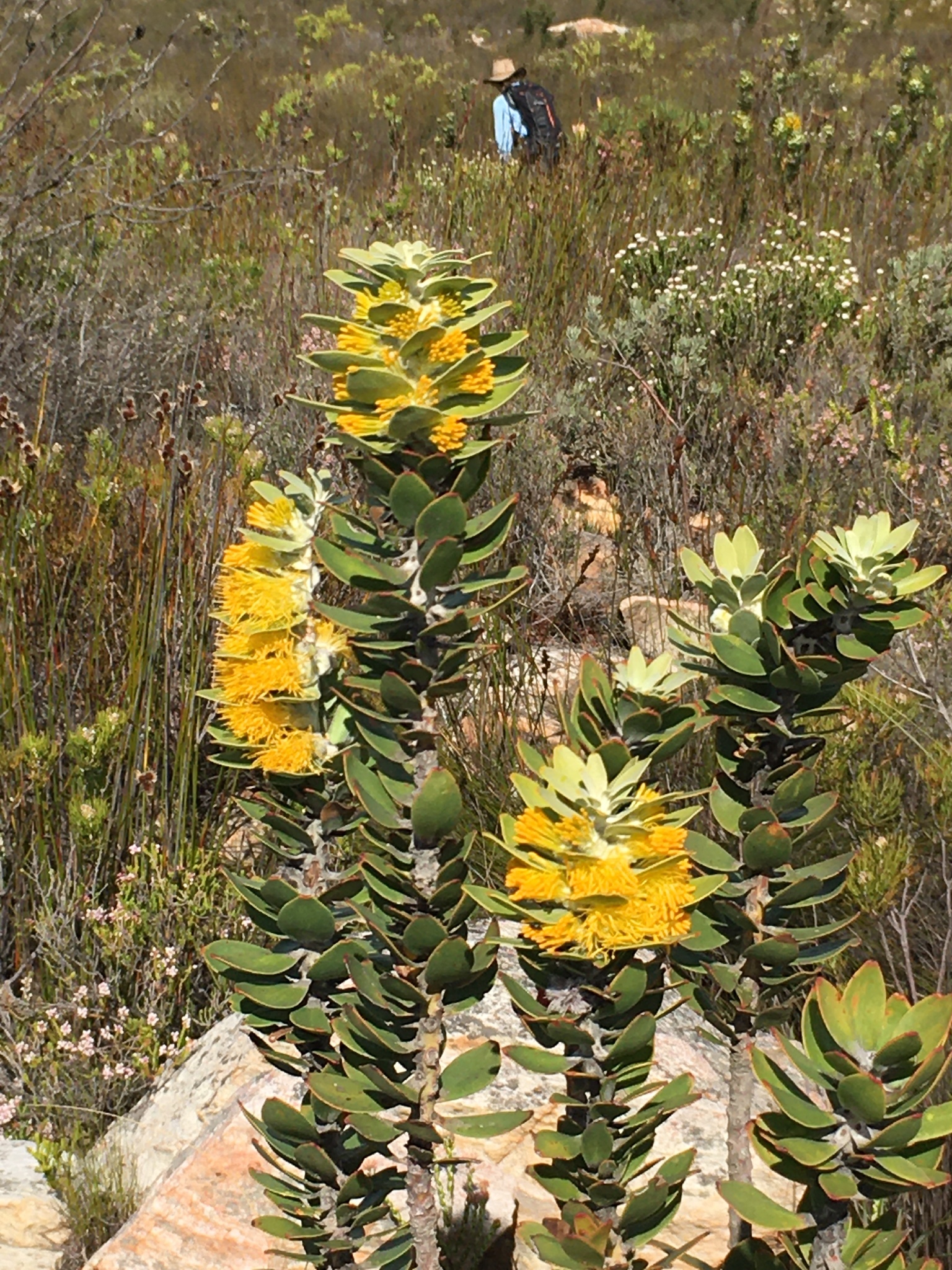 Mimetes chrysanthus Rourke