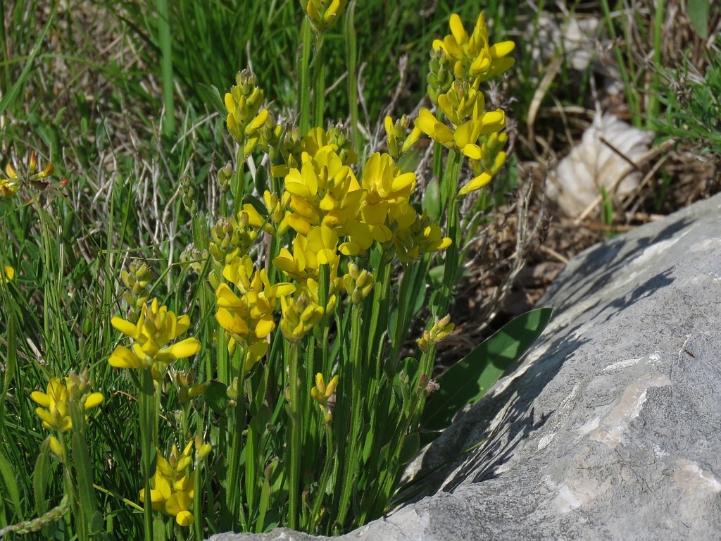 Winged Broom (Genista sagittalis) - Botanical Realm