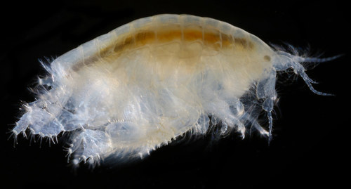 Haustorius jayneae · iNaturalist