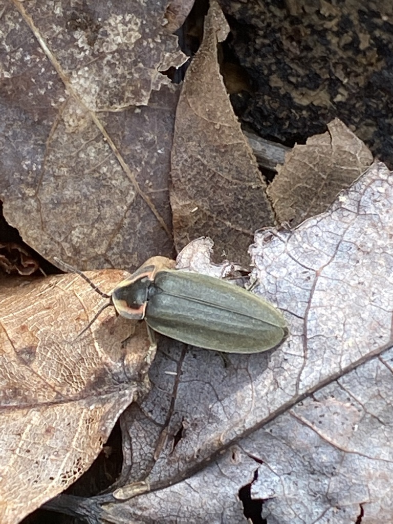 Winter Firefly in April 2021 by Allison Ferris · iNaturalist