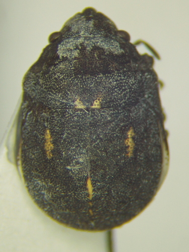 Camirus porosus · iNaturalist