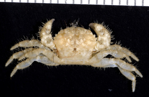 Beaded Hairy Crab (Pilumnus pannosus)