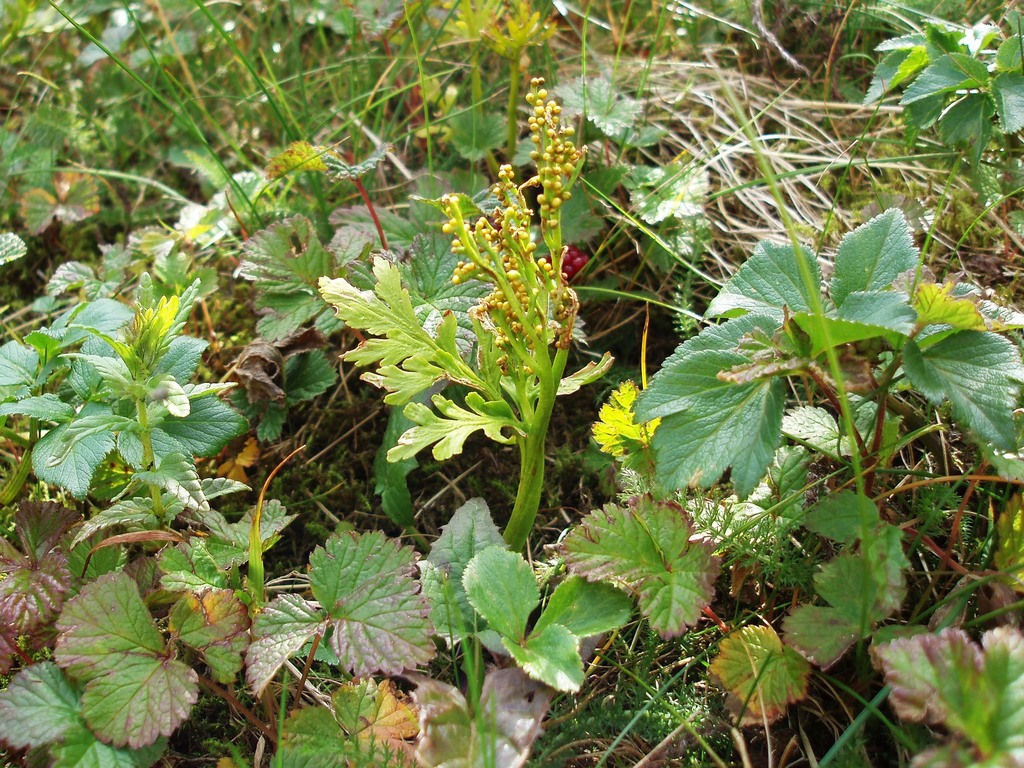 lanceleaf moonwort from Portage Lake VC area. AK, USA on August 7, 2009 ...