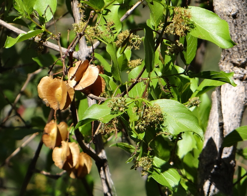 Bush Willow (Subspecies Combretum apiculatum apiculatum) · iNaturalist