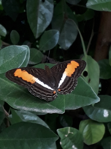 Subespecie Adelpha cytherea despoliata · NaturaLista Colombia