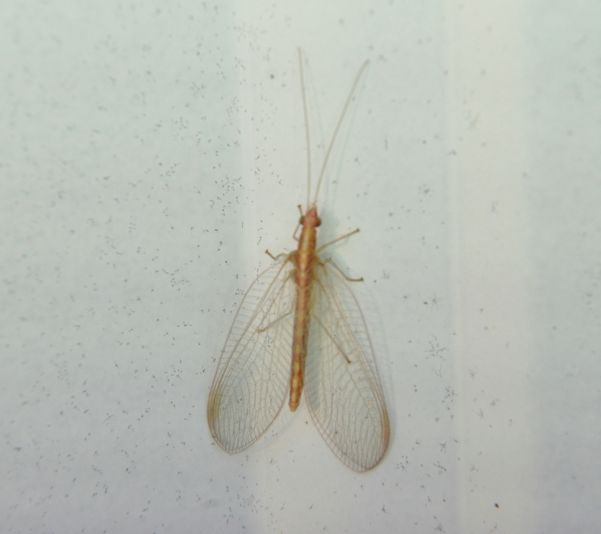 Chrysoperla plorabunda (Fitch, 1855)