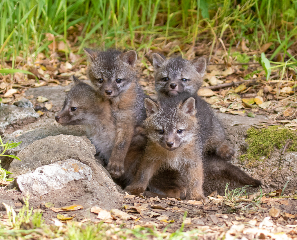 Canids (Canidae) - Know Your Mammals