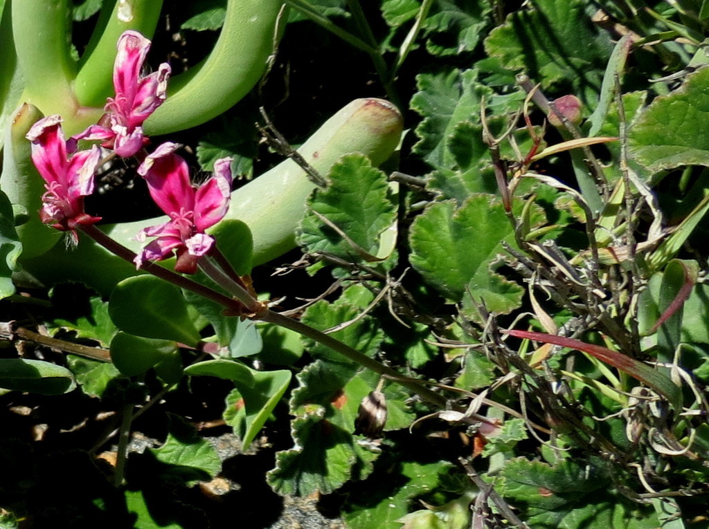 cactus geranium from Namaqua National Park on September 01, 2013 at 02: ...