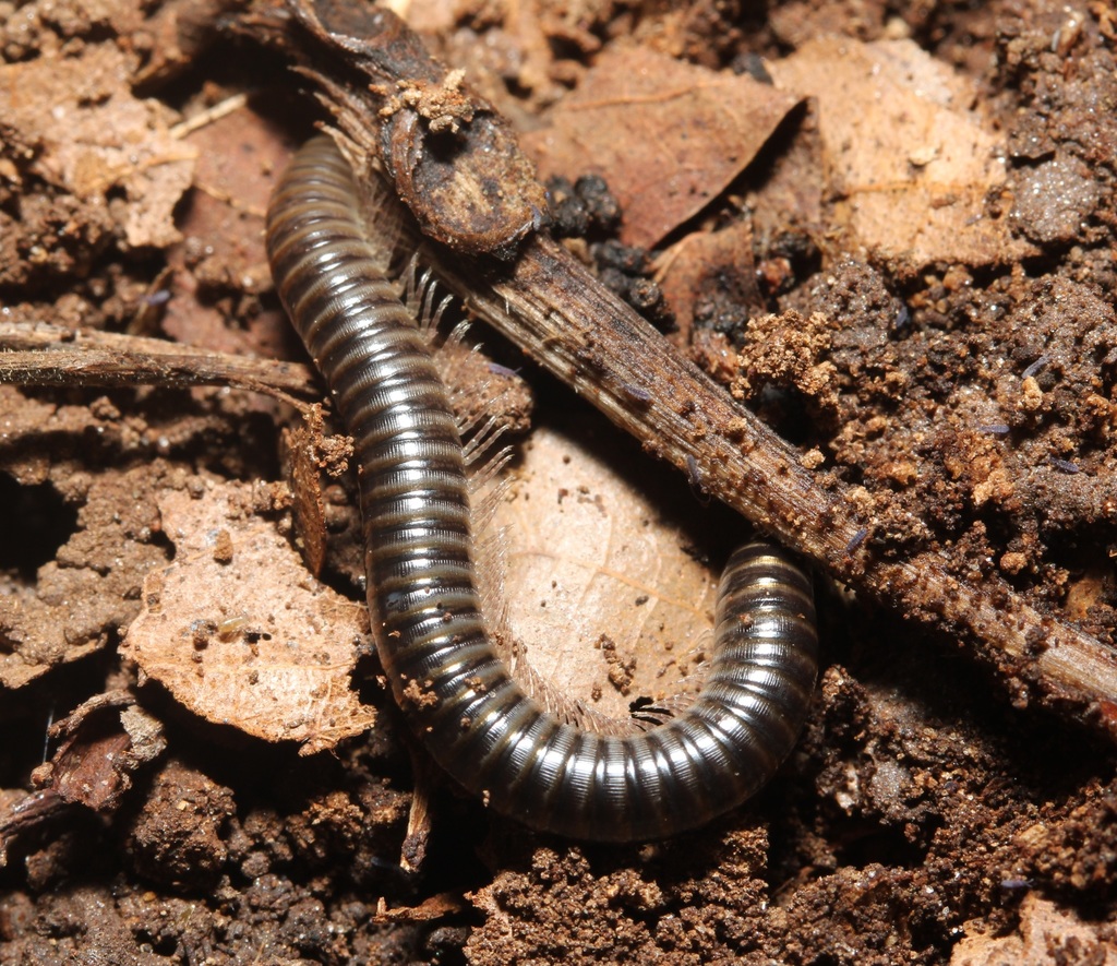 Cylindroiulus caeruleocinctus from North Bethesda, MD, USA on March 25 ...
